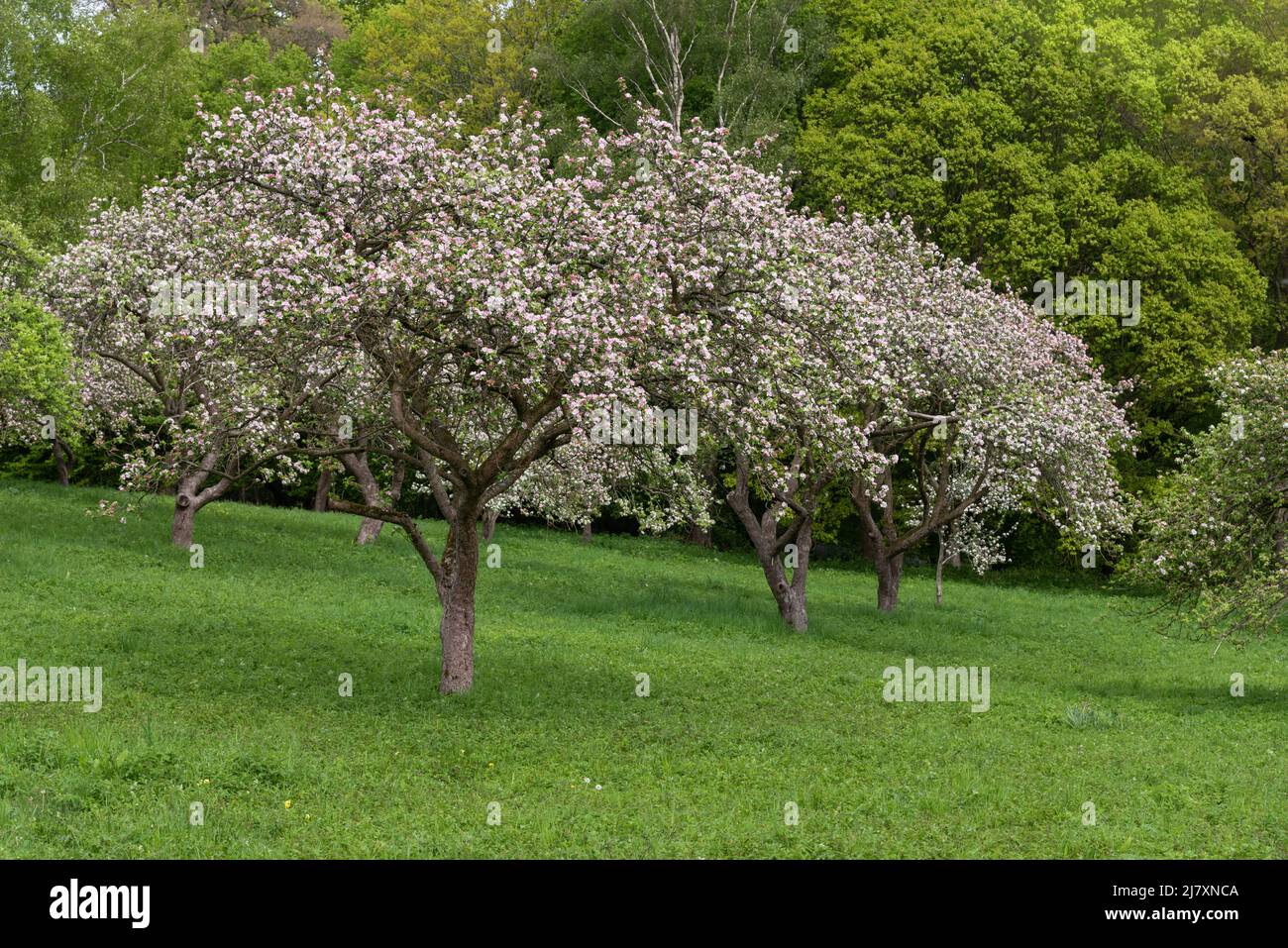 Apple tree orchard in bloom Stock Photo - Alamy