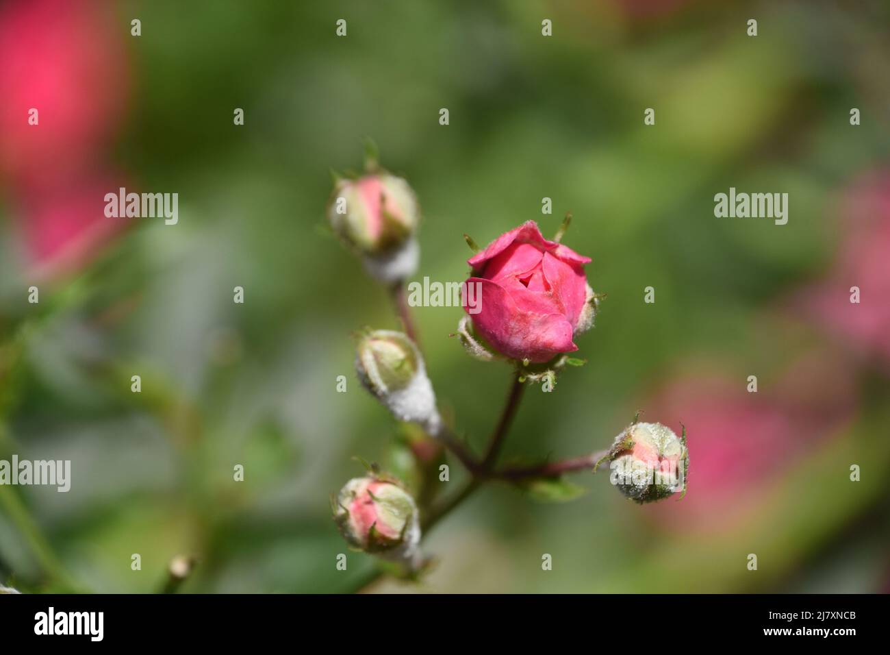 Wild rose bush with pretty tiny red rose buds blooming Stock Photo - Alamy