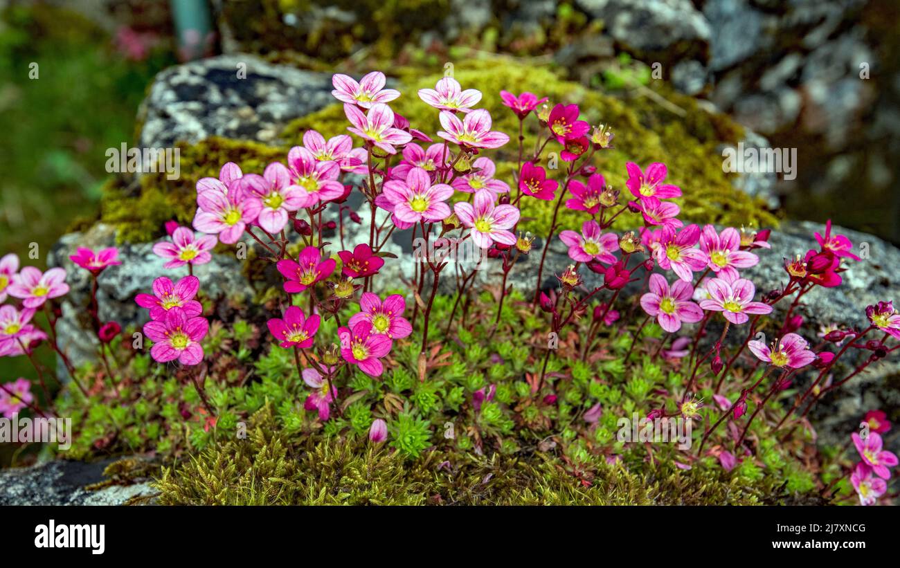 Saxifrage makes a dense cushion of tiny emerald-green lobed leaves with ...