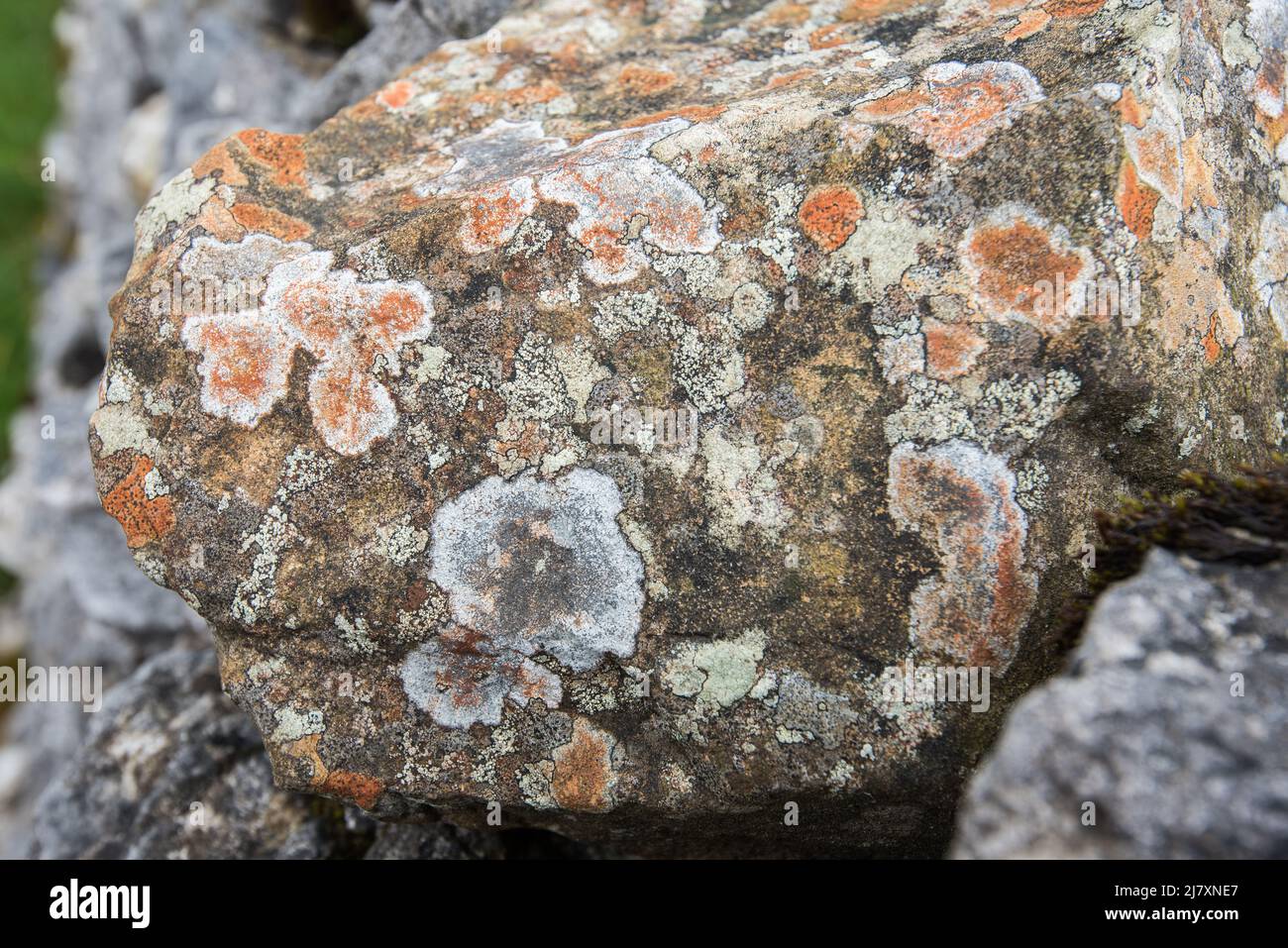 Lichens in limestone country hi-res stock photography and images - Alamy