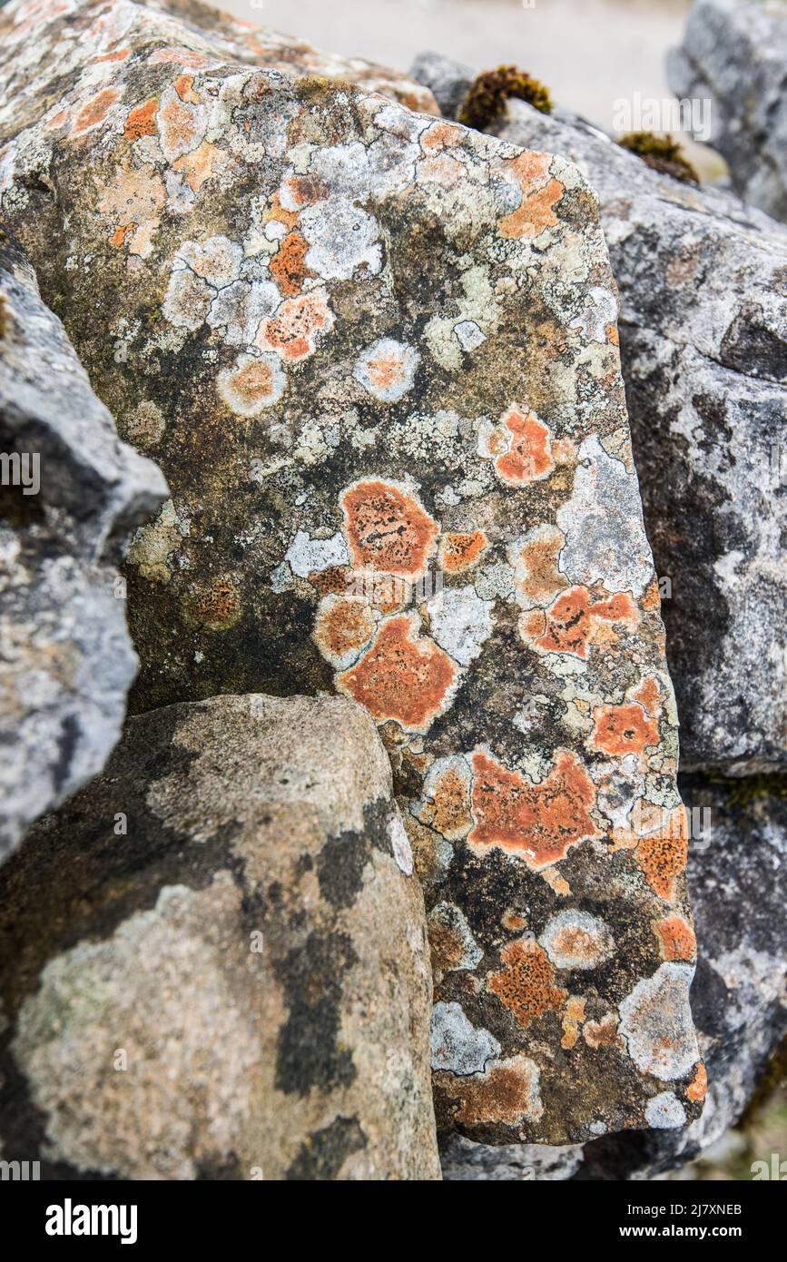 Lichens in limestone country hi-res stock photography and images - Alamy