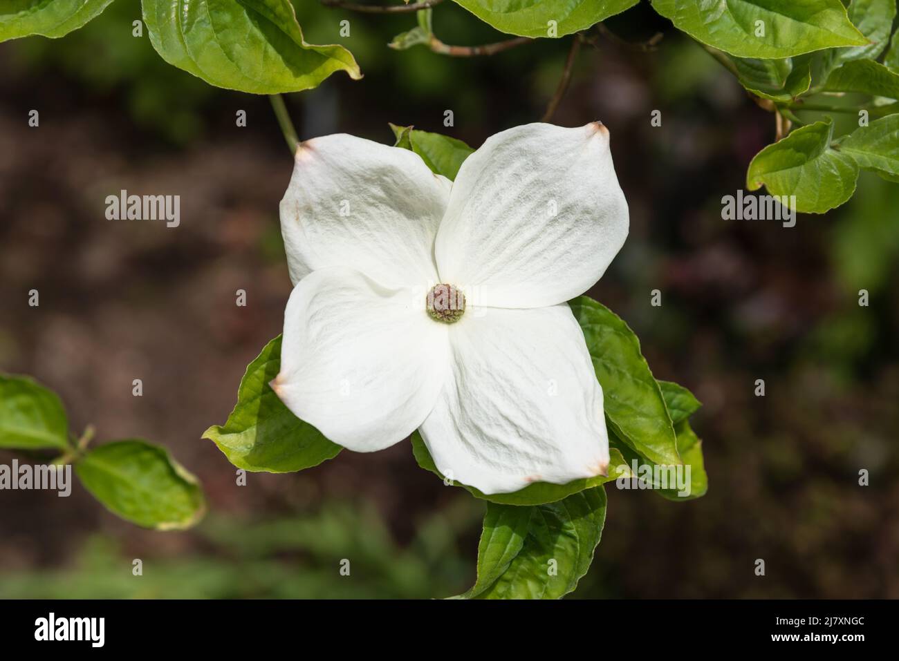 Cornus Florida x Nuttallii 'Eddie's White Wonder' Stock Photo - Alamy