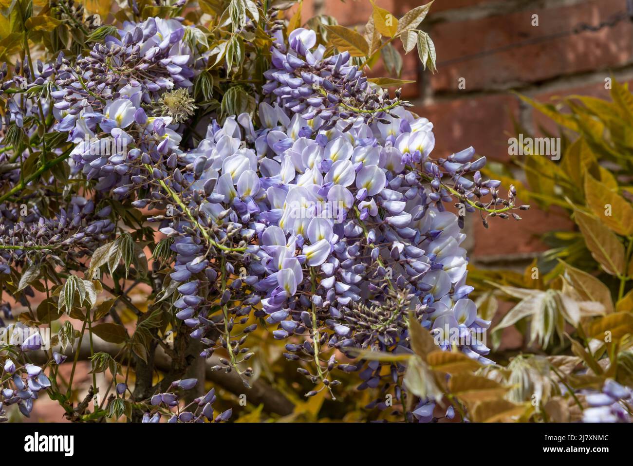 Caroline hardy hi-res stock photography and images - Alamy