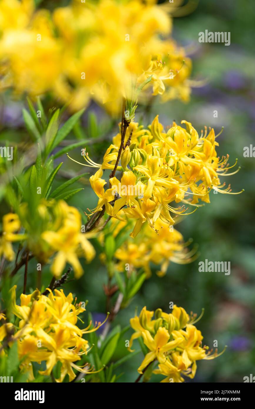 Yellow azalea flowers close hi-res stock photography and images - Alamy