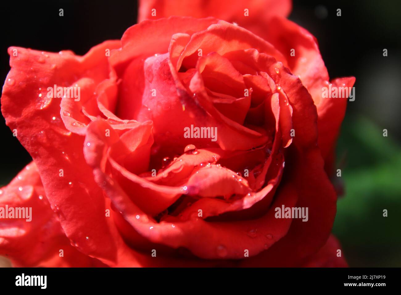Red rose with water droplets Stock Photo - Alamy