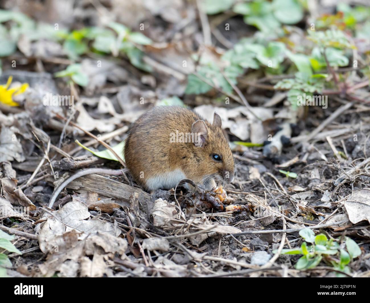A Wood Mouse, Apodemus sylvaticus feeding on carrion near Quorn ...