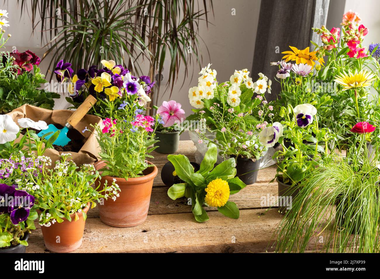 Spring decoration of a home balcony or terrace with flowers ...