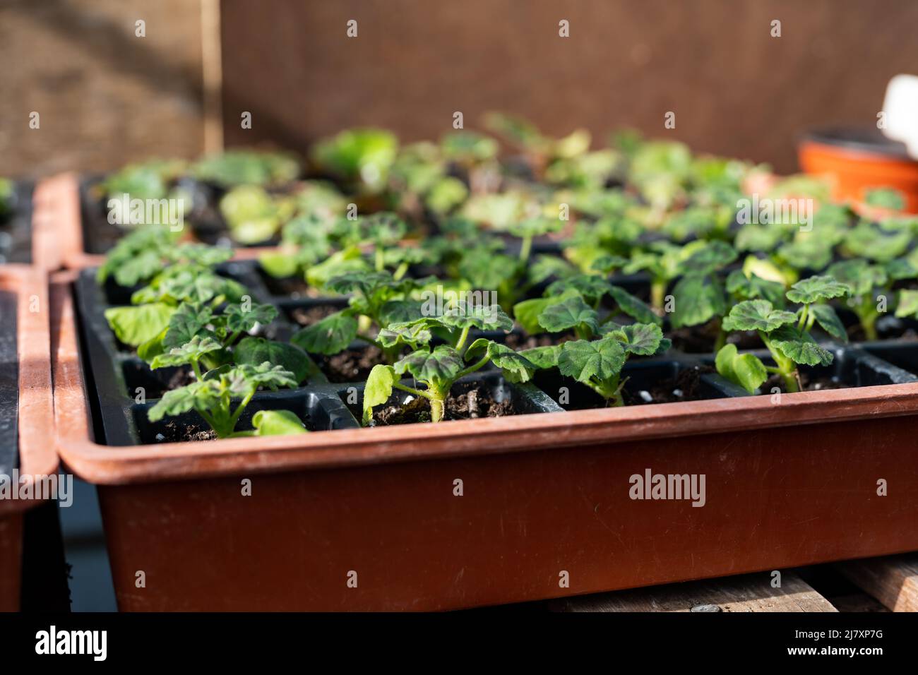 Vegetable plant saplings germinating in a greenhouse. Home-grown, self ...