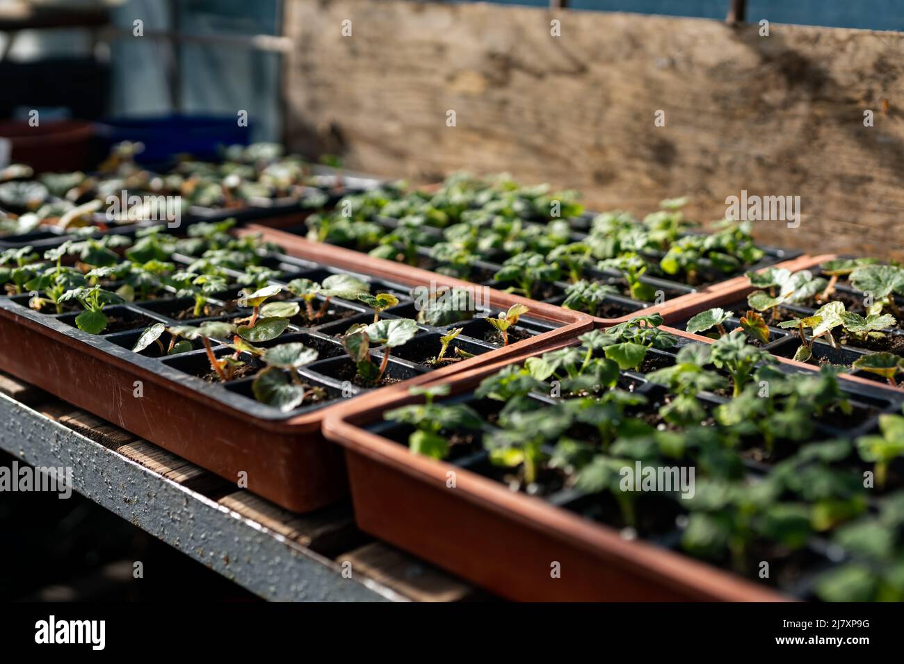 Vegetable plant saplings germinating in a greenhouse. Home-grown, self ...