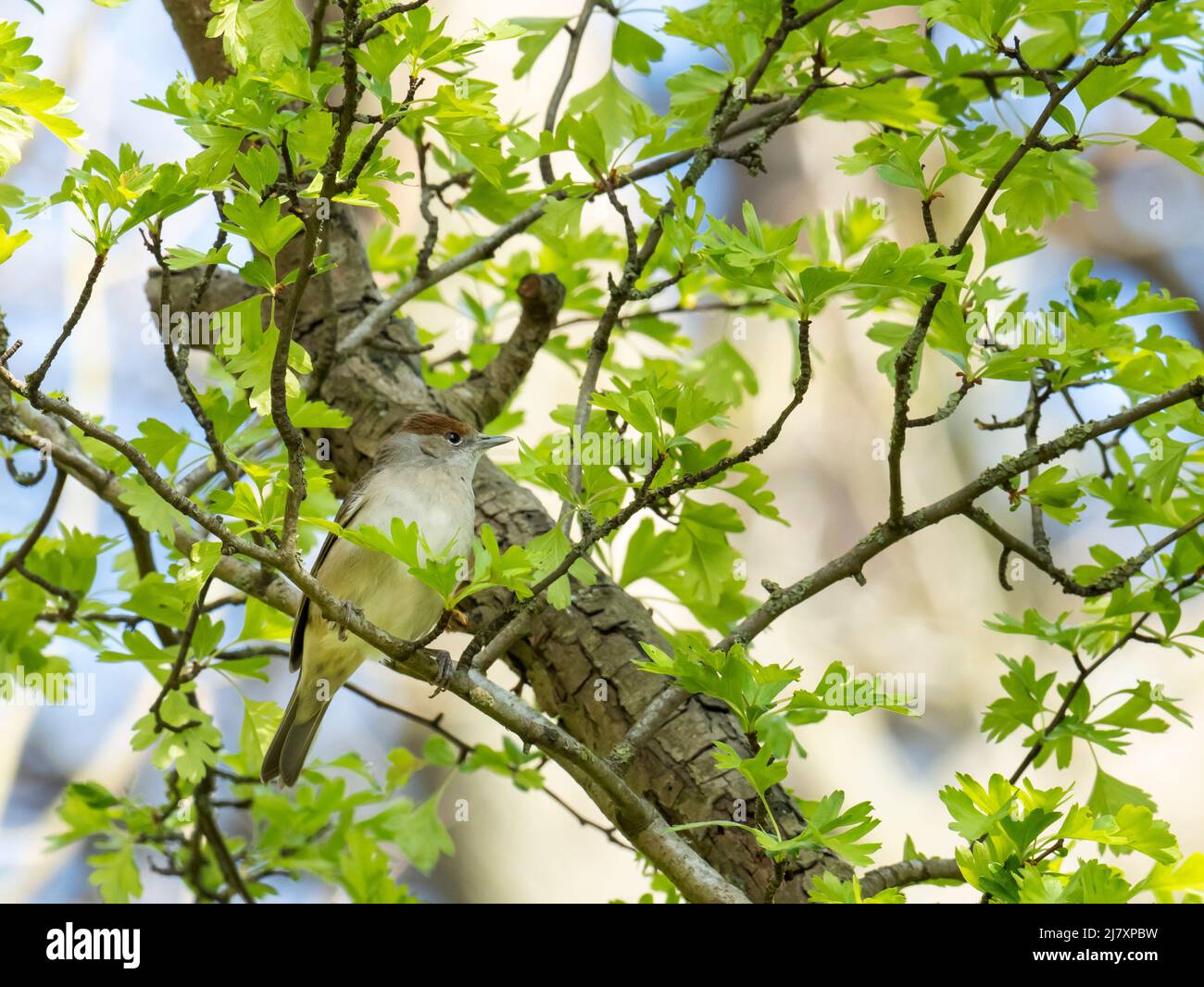 A female Blackcap; Sylvia atricapilla in woods by Swithland reservoir ...
