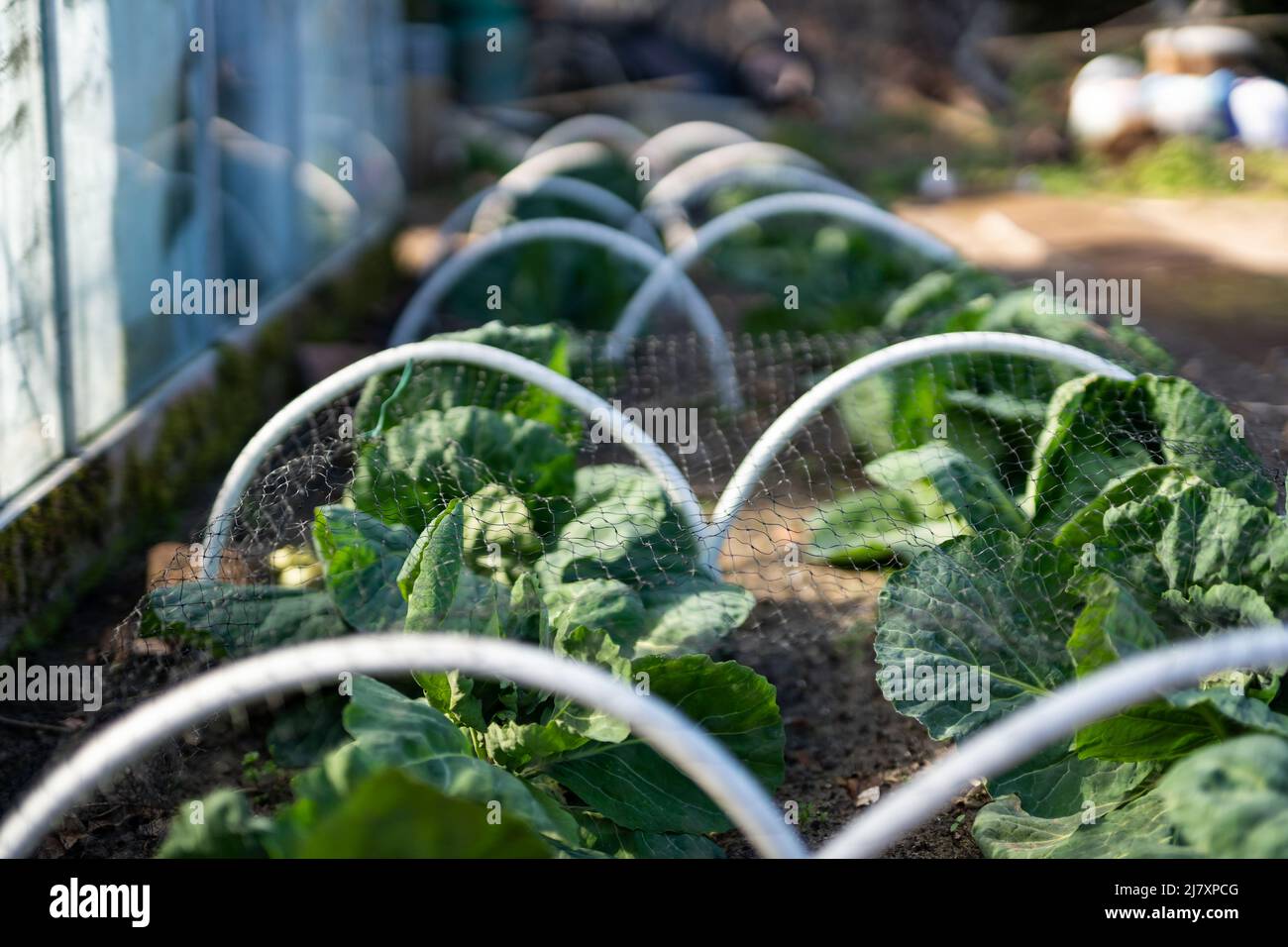 Vegetable garden pests hi-res stock photography and images - Alamy