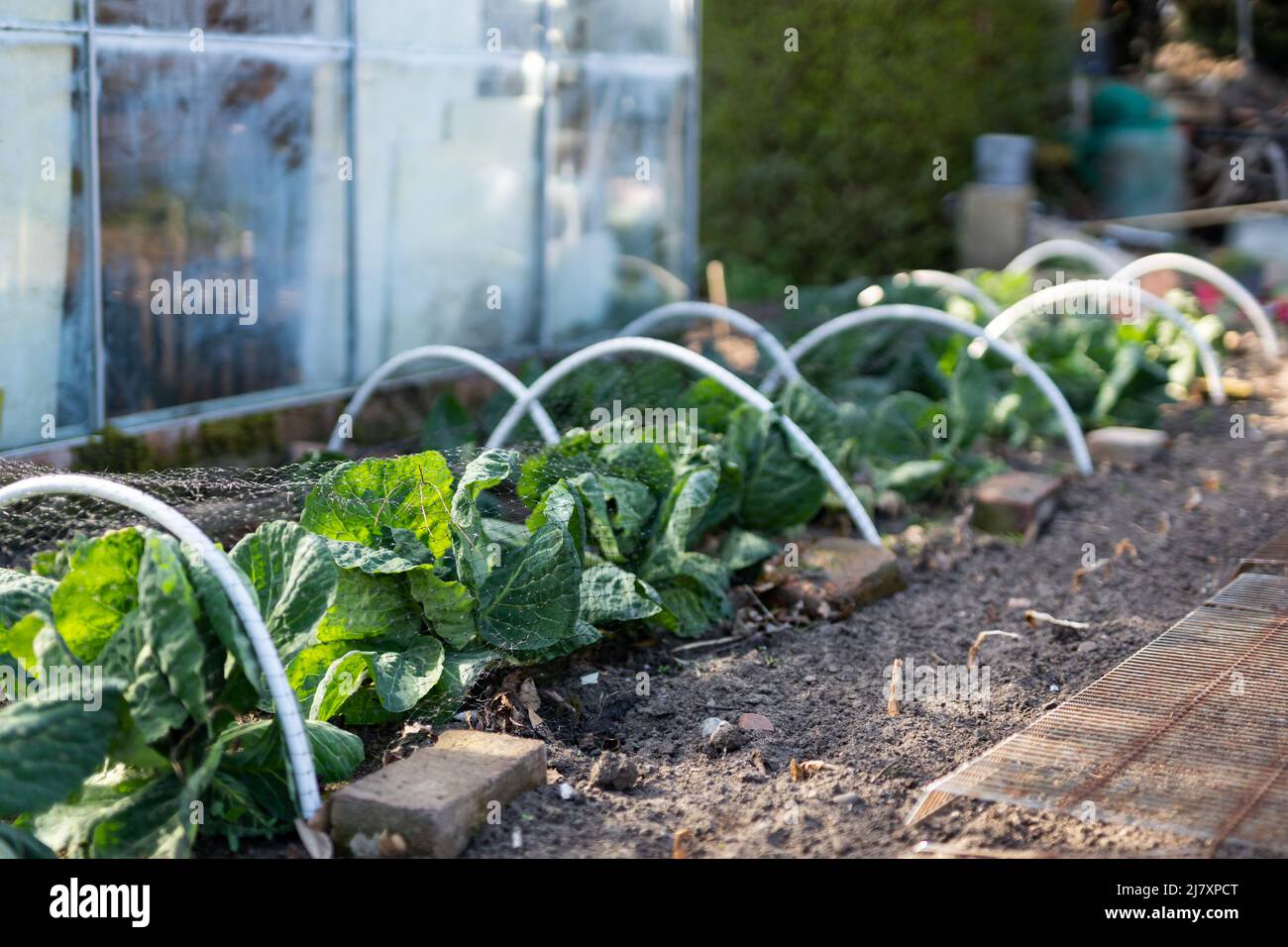 Protect from slugs hi-res stock photography and images - Alamy