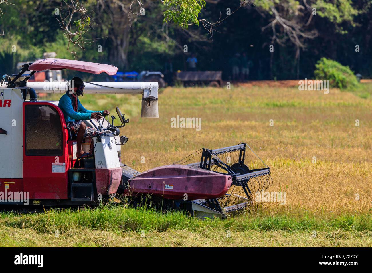 mechanical rice harvester in operation crossing a rice field in sri ...