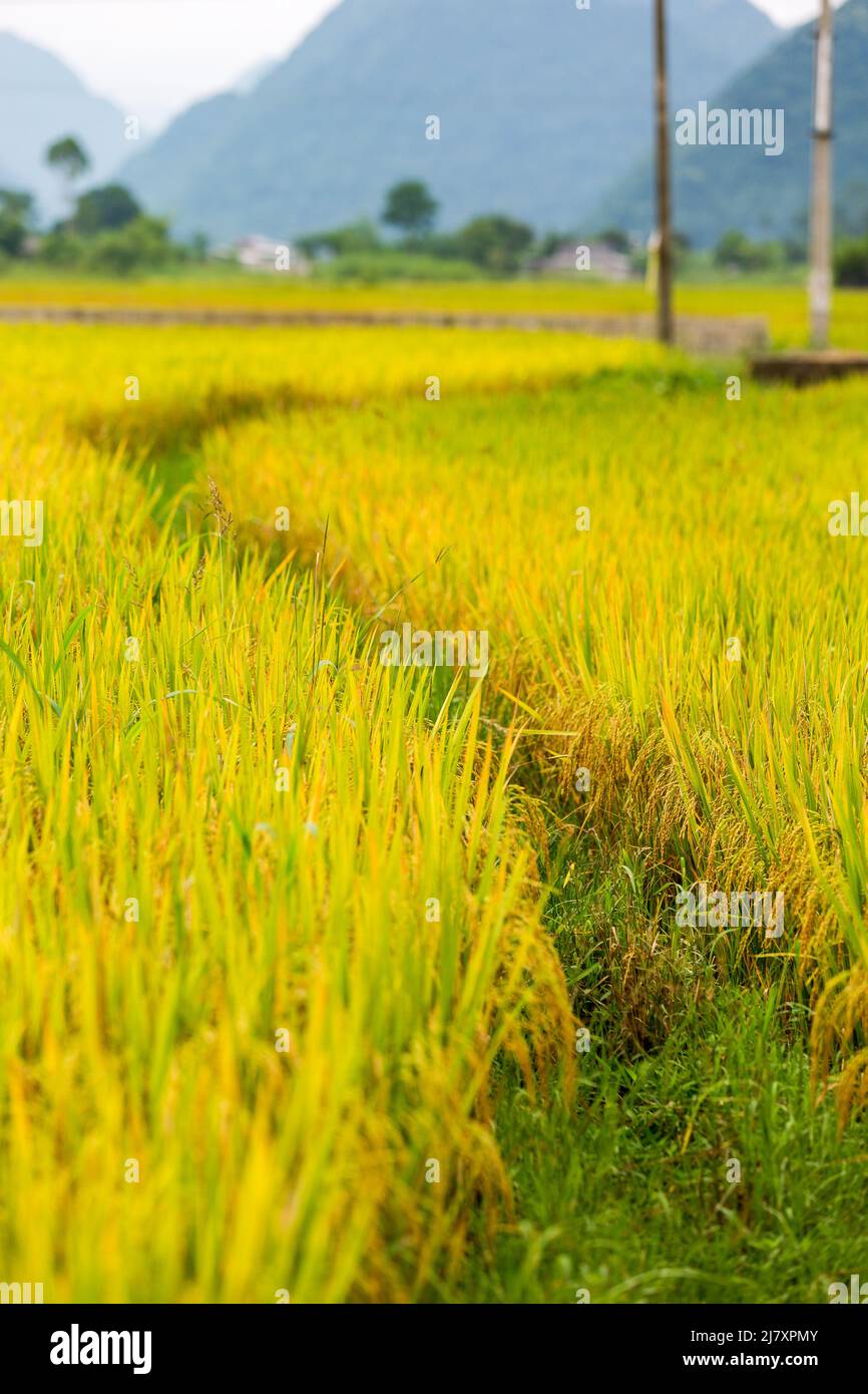 Colorful rice fields Stock Photo - Alamy