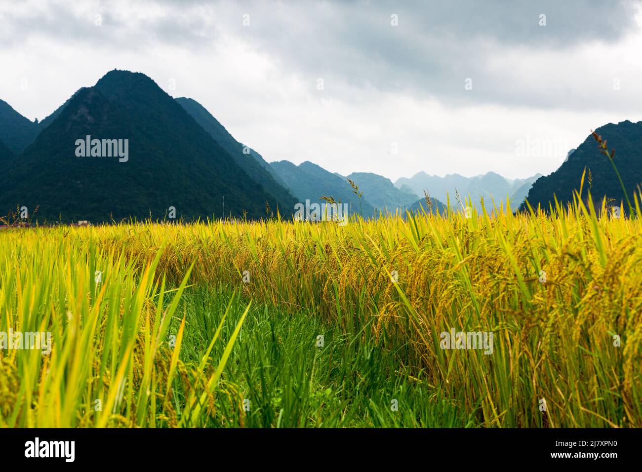 Colorful rice fields Stock Photo - Alamy