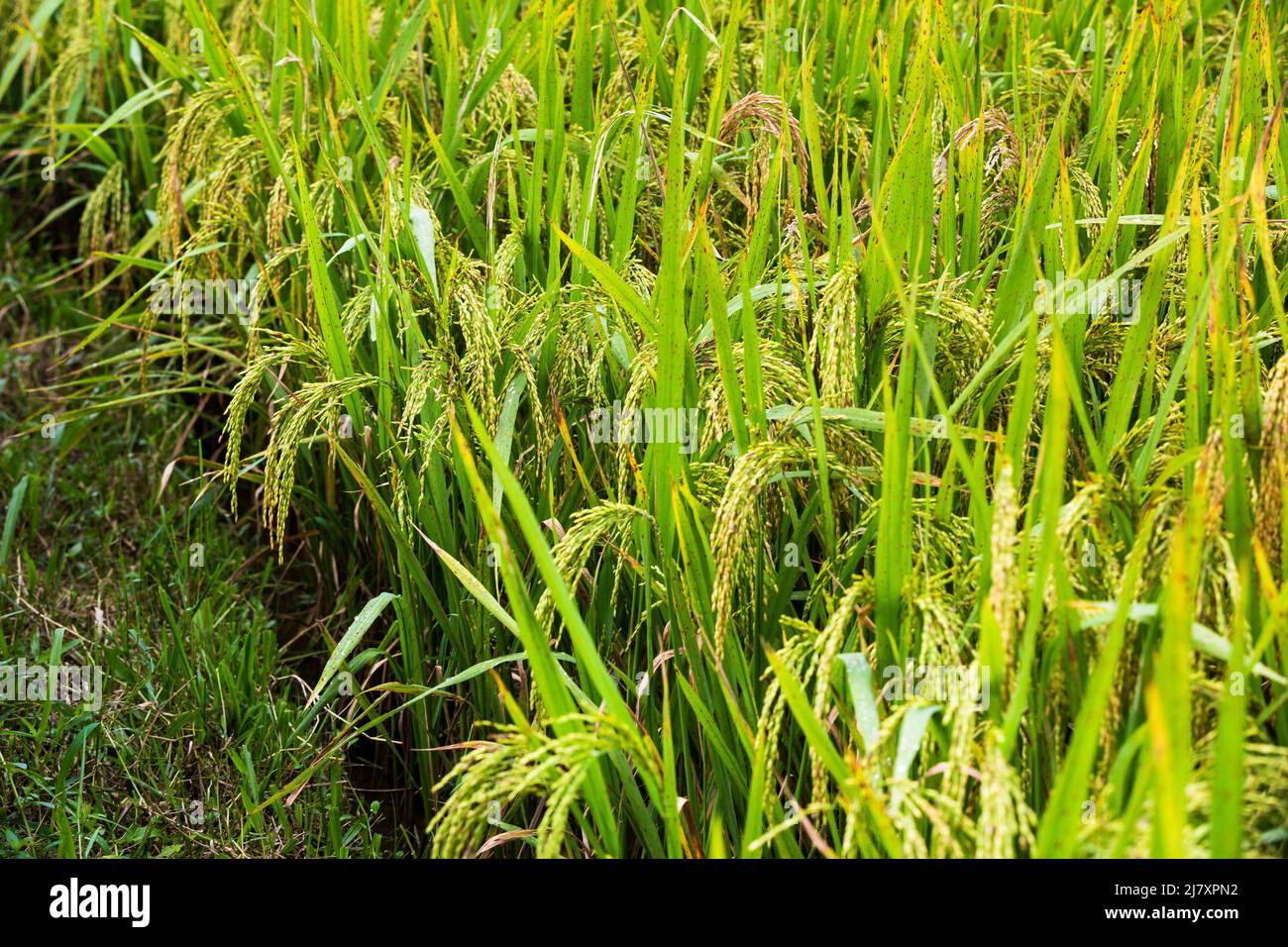 Colorful rice fields Stock Photo - Alamy