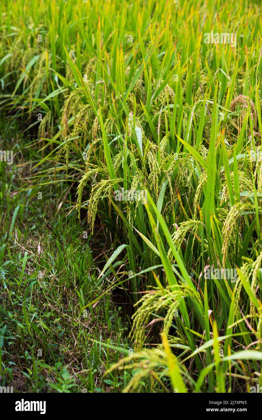 Colorful rice fields Stock Photo - Alamy