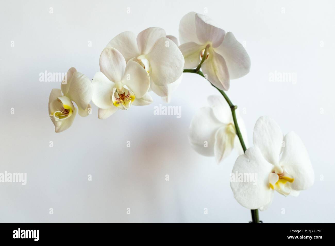 White orchid flowers on white background, close-up. Amazing ...