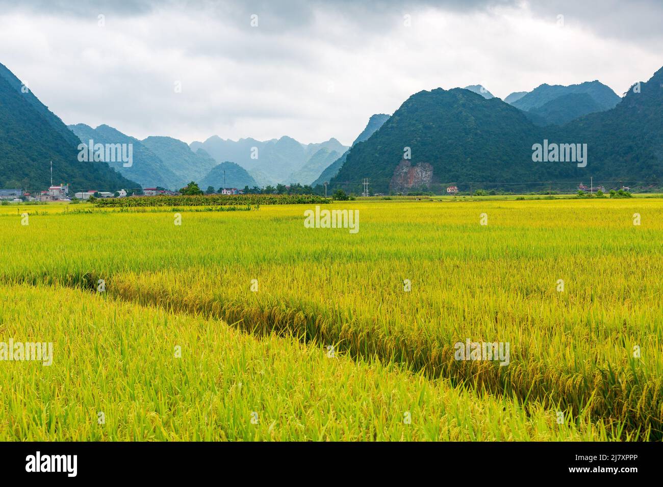 Bac Son rice valley in Vietnam Stock Photo - Alamy