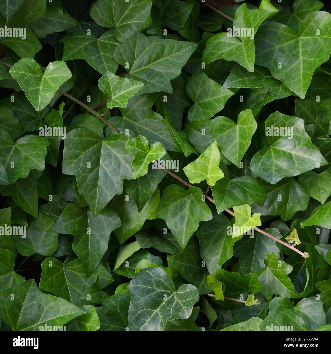 Ivy Leaf Artificial Ivy Leaves Greenery Leaf Fern Foliage Plant Vine