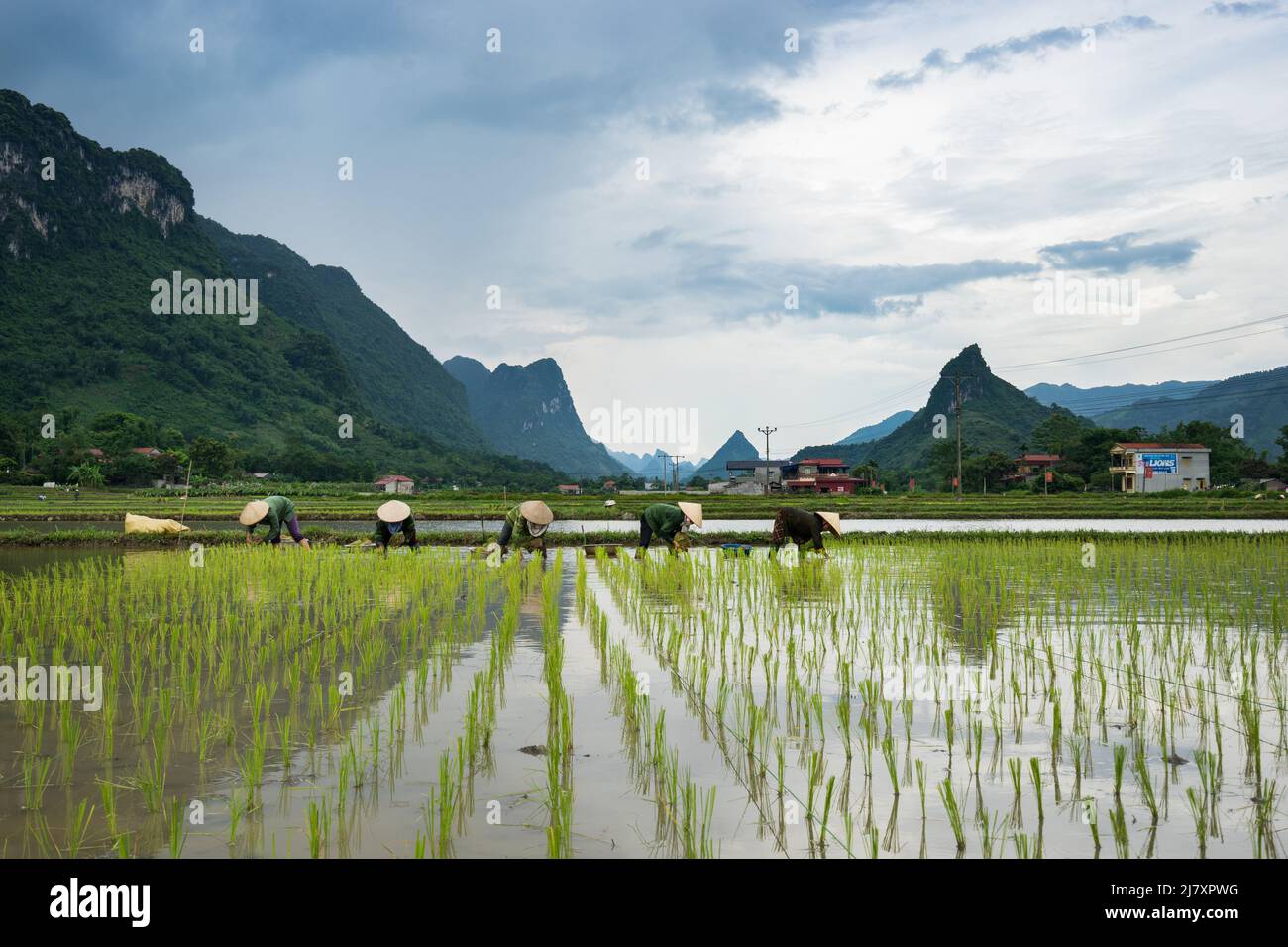 Rice planting pattern hi-res stock photography and images - Alamy