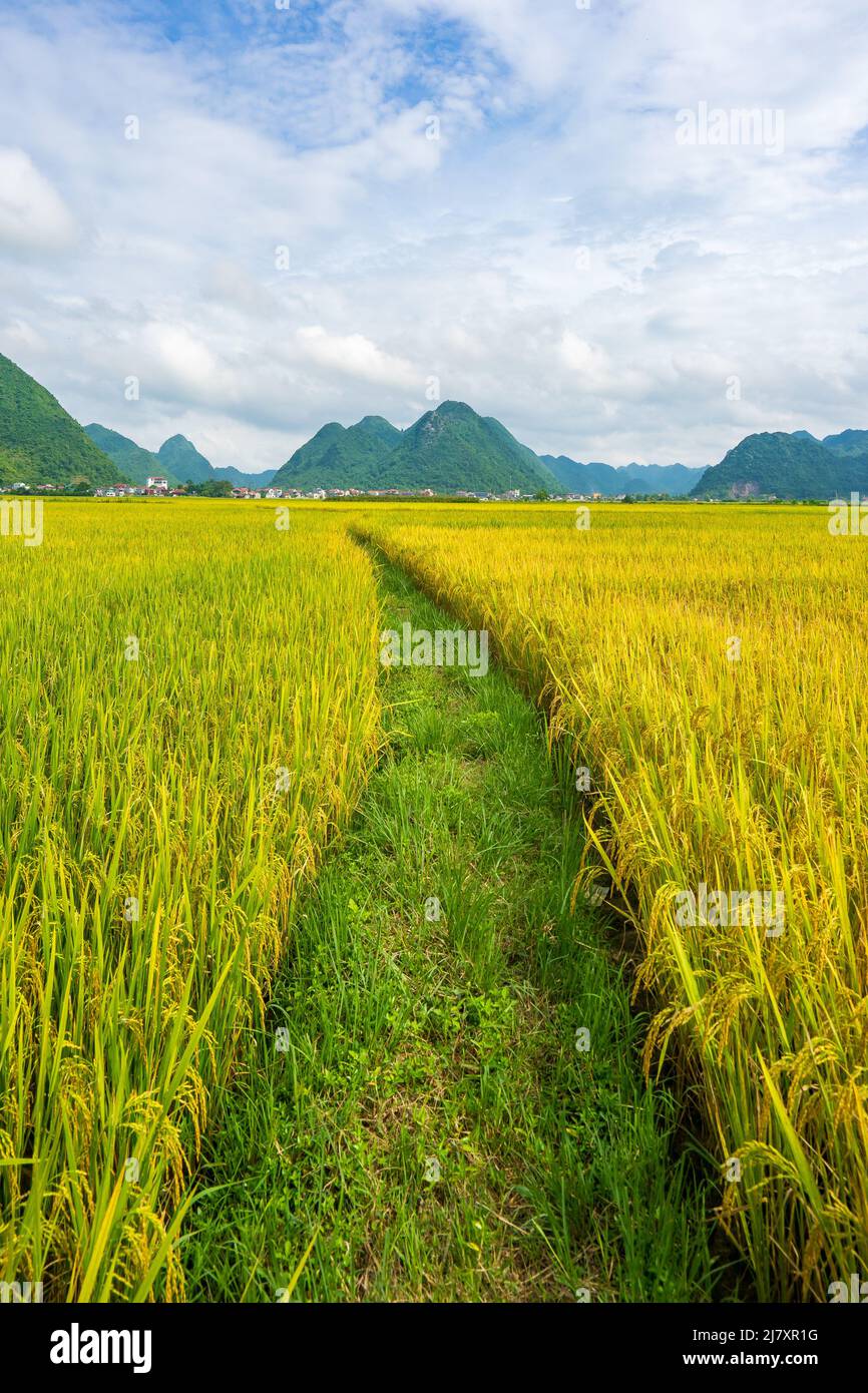 Colorful rice fields Stock Photo - Alamy