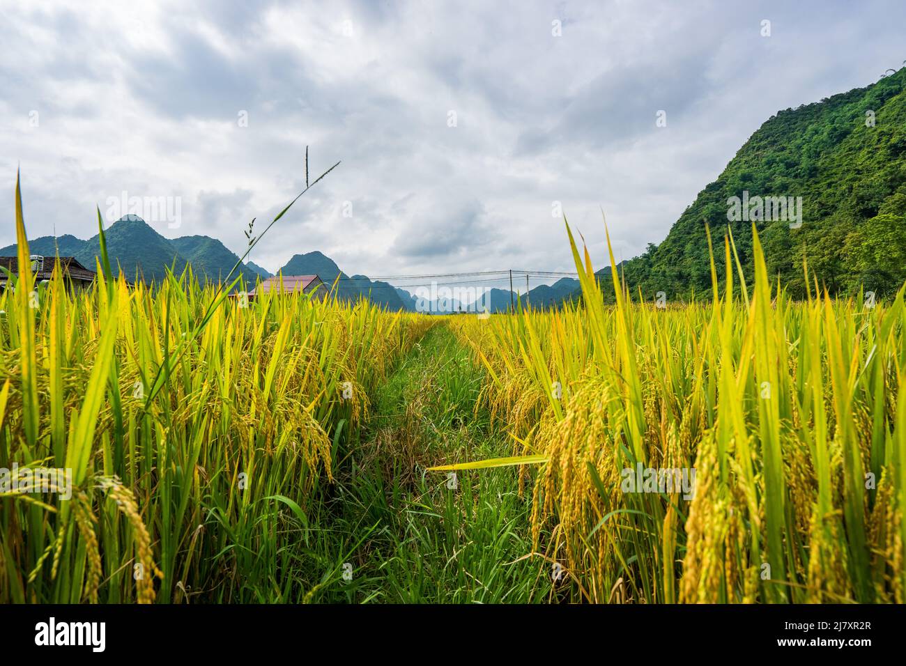 Colorful rice fields Stock Photo - Alamy