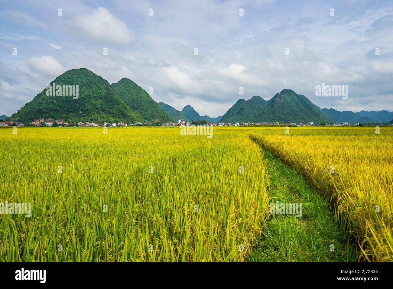Colorful rice fields Stock Photo - Alamy