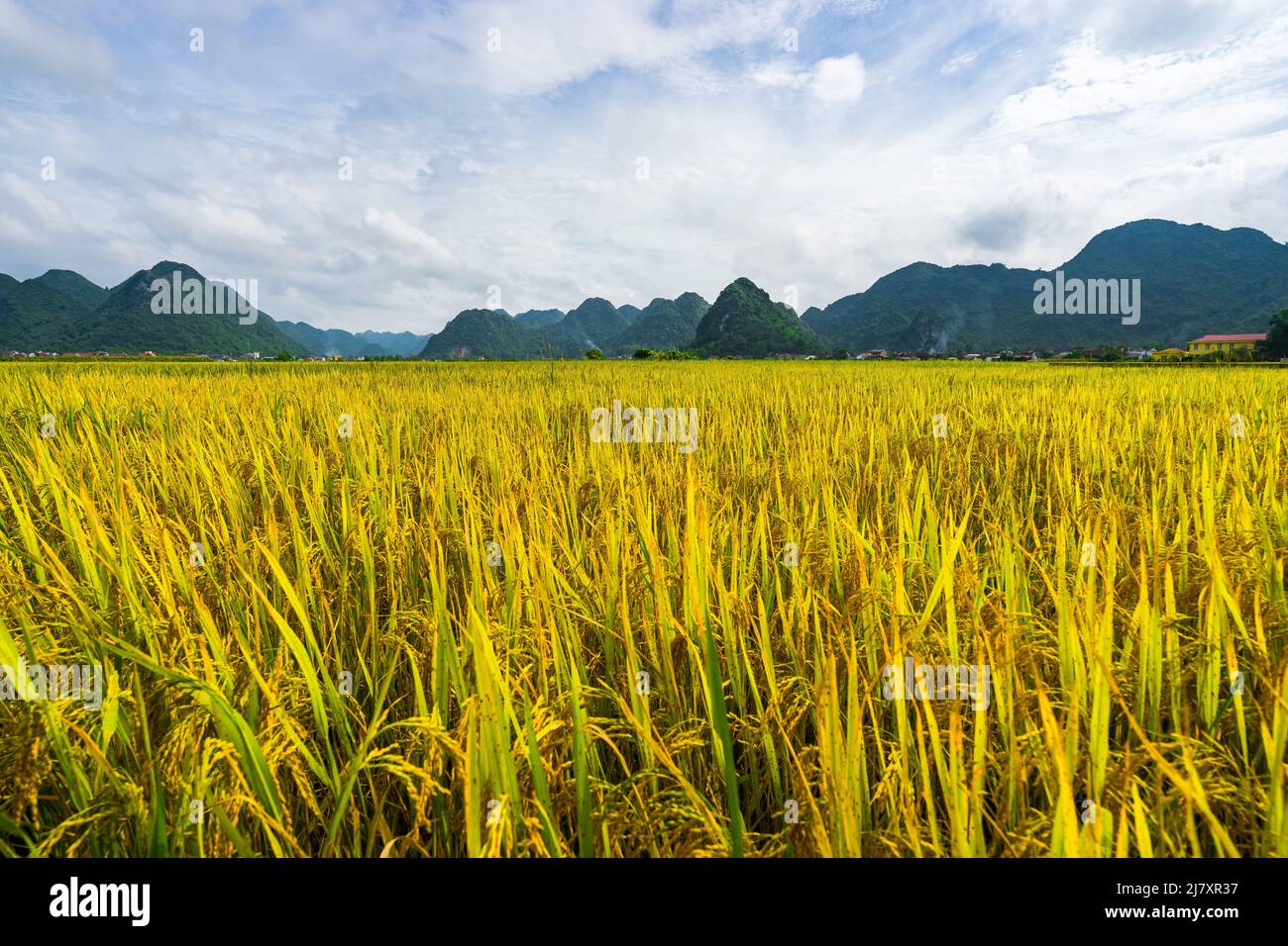 Colorful rice fields Stock Photo - Alamy
