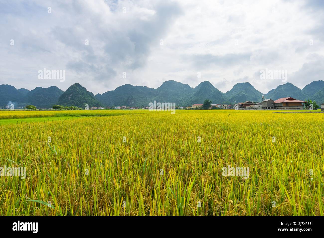 Colorful rice fields Stock Photo - Alamy