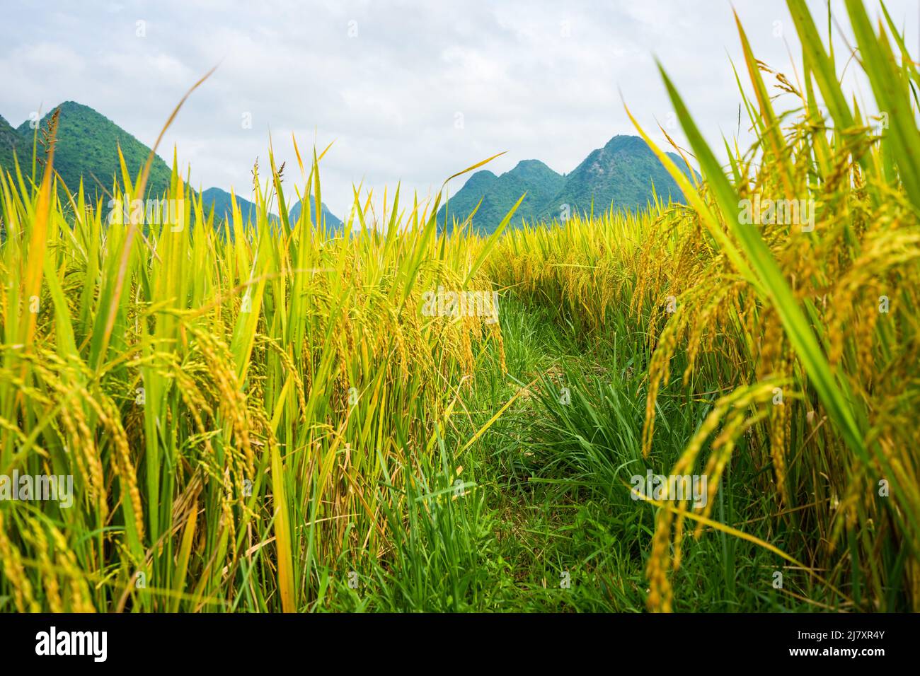 Colorful rice fields Stock Photo - Alamy