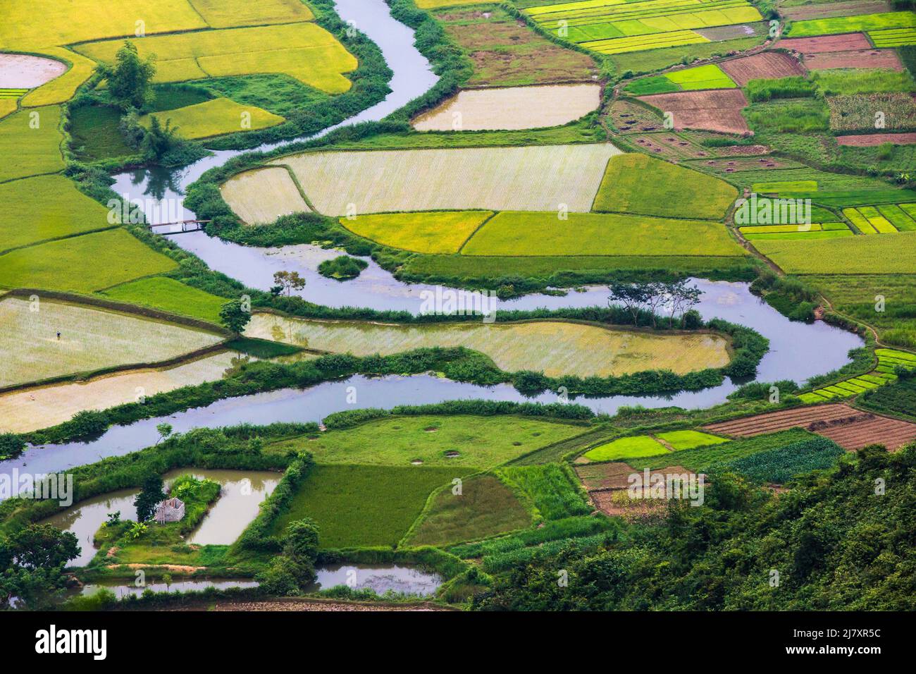 Peaceful and colorful rice fields with a river Stock Photo - Alamy