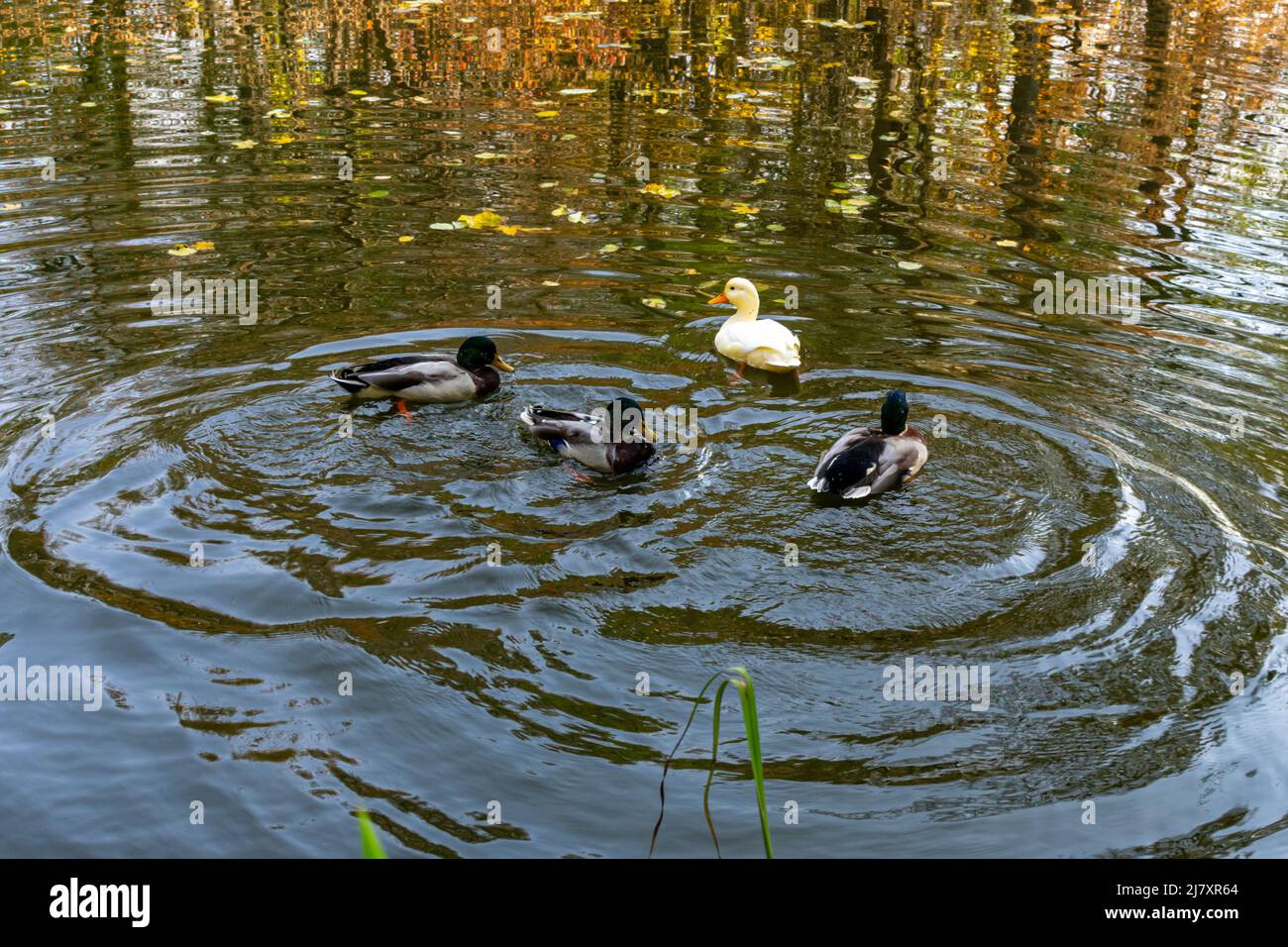 Ducks on a pond in autumn with leaves floating on the water Stock Photo ...