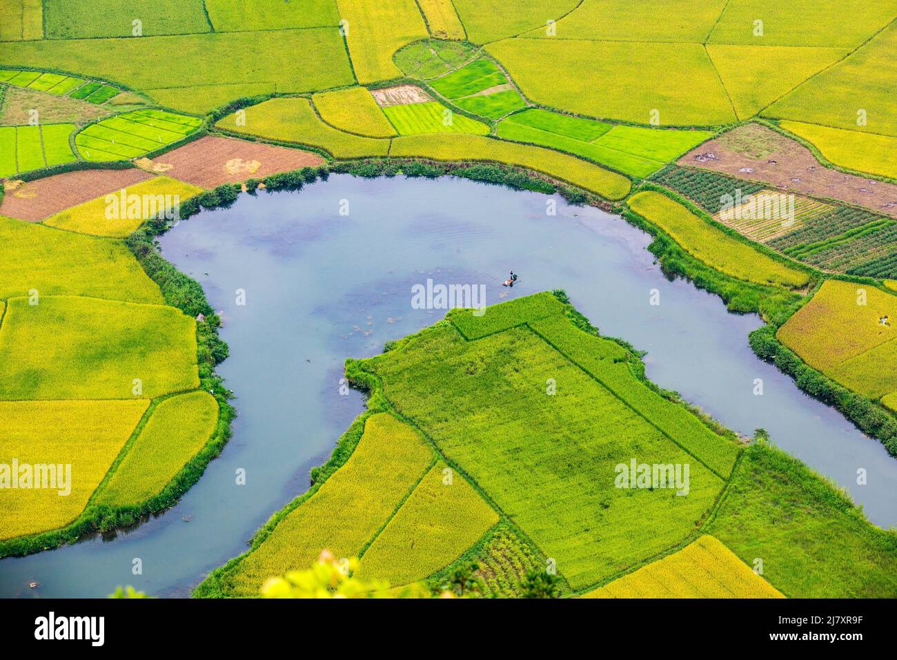 Peaceful and colorful rice fields with a river Stock Photo - Alamy