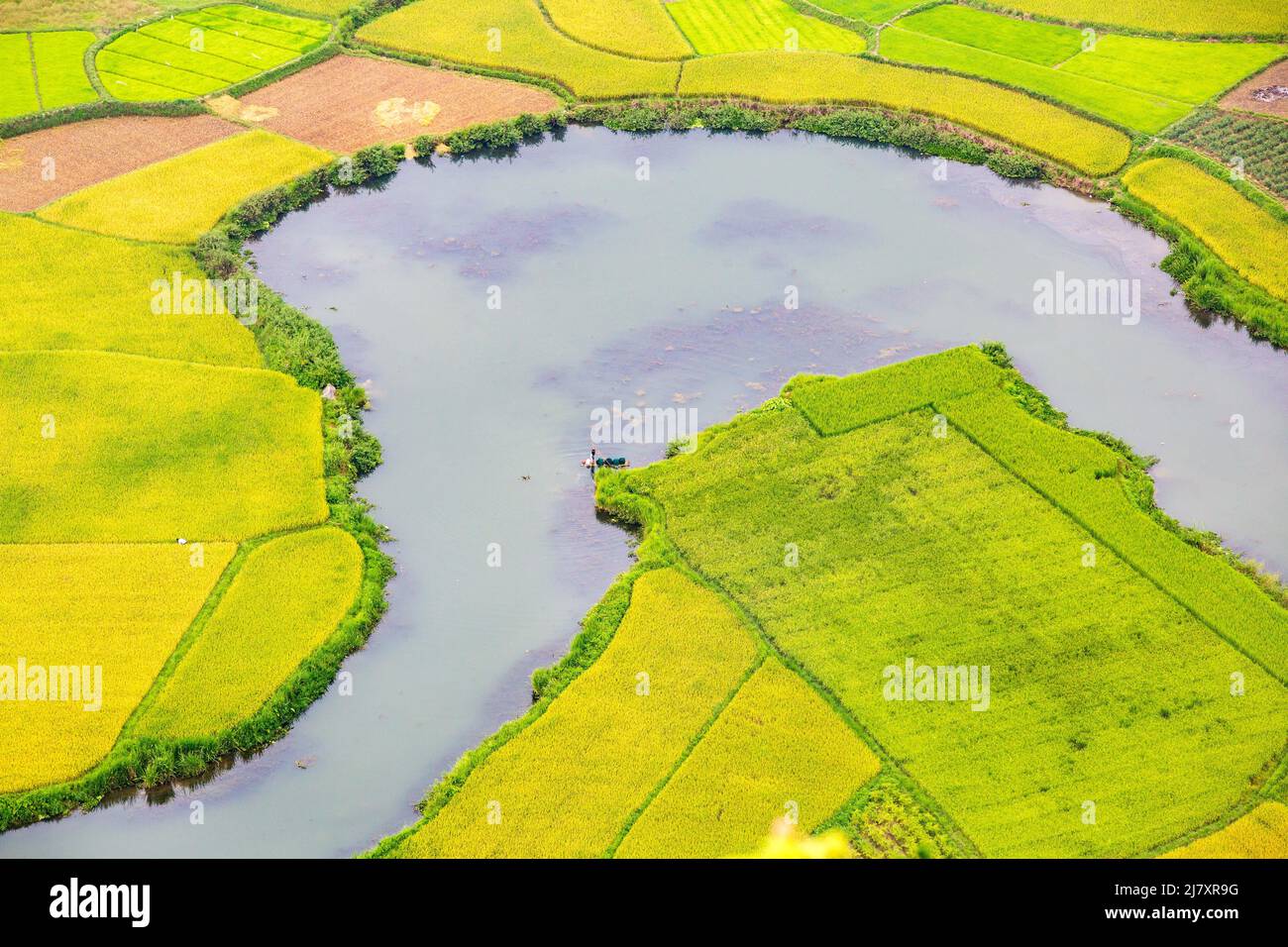 Peaceful and colorful rice fields with a river Stock Photo - Alamy