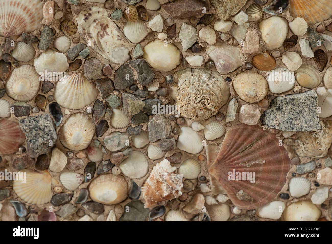 Background of various shells different sizes and colours stuck into ...