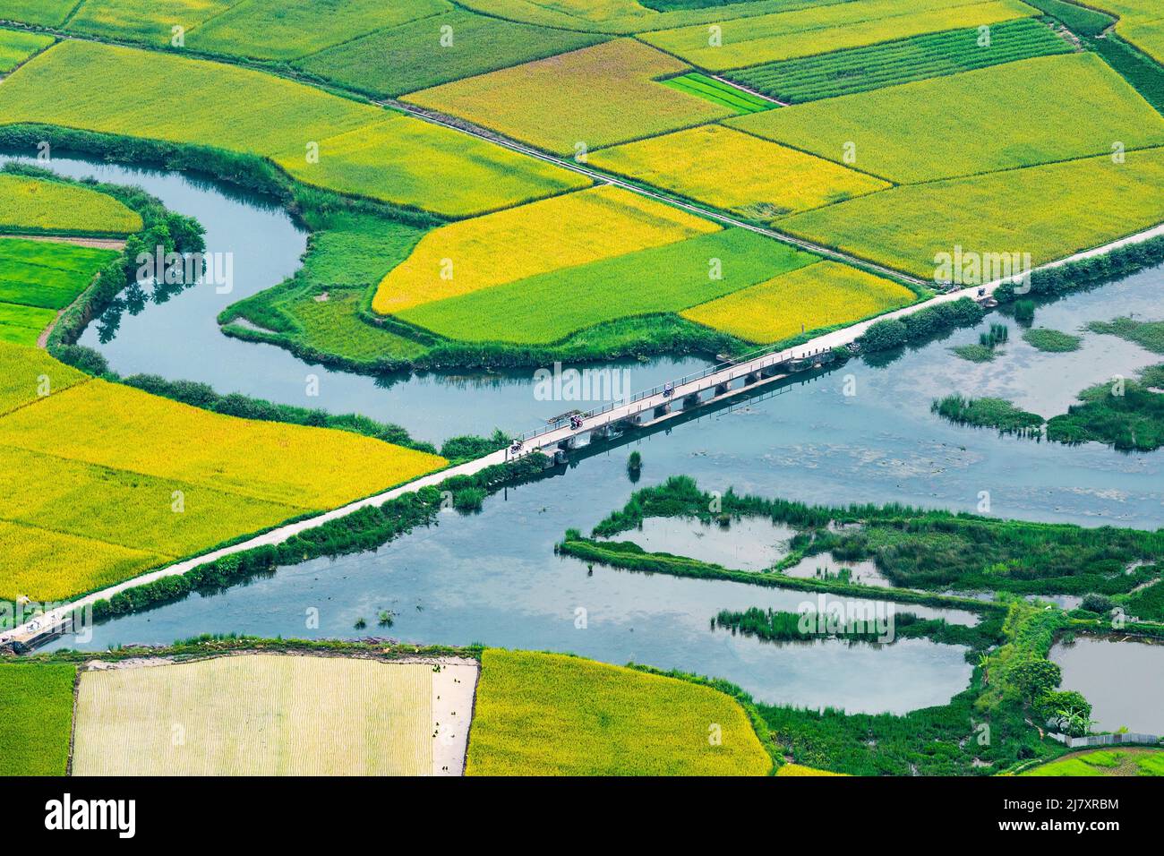 Peaceful and colorful rice fields with a river Stock Photo - Alamy
