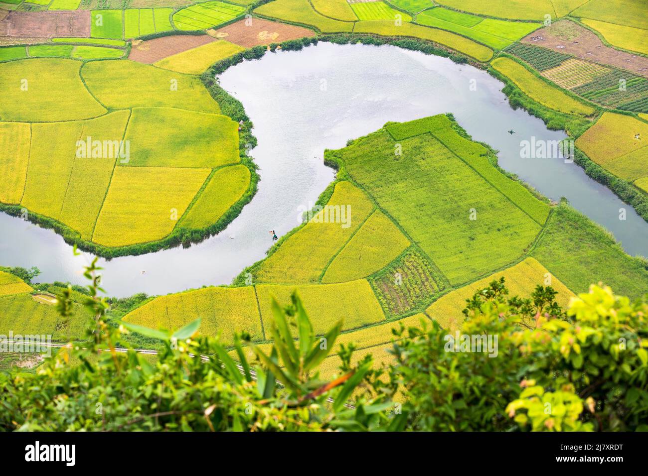 Peaceful and colorful rice fields with a river Stock Photo - Alamy