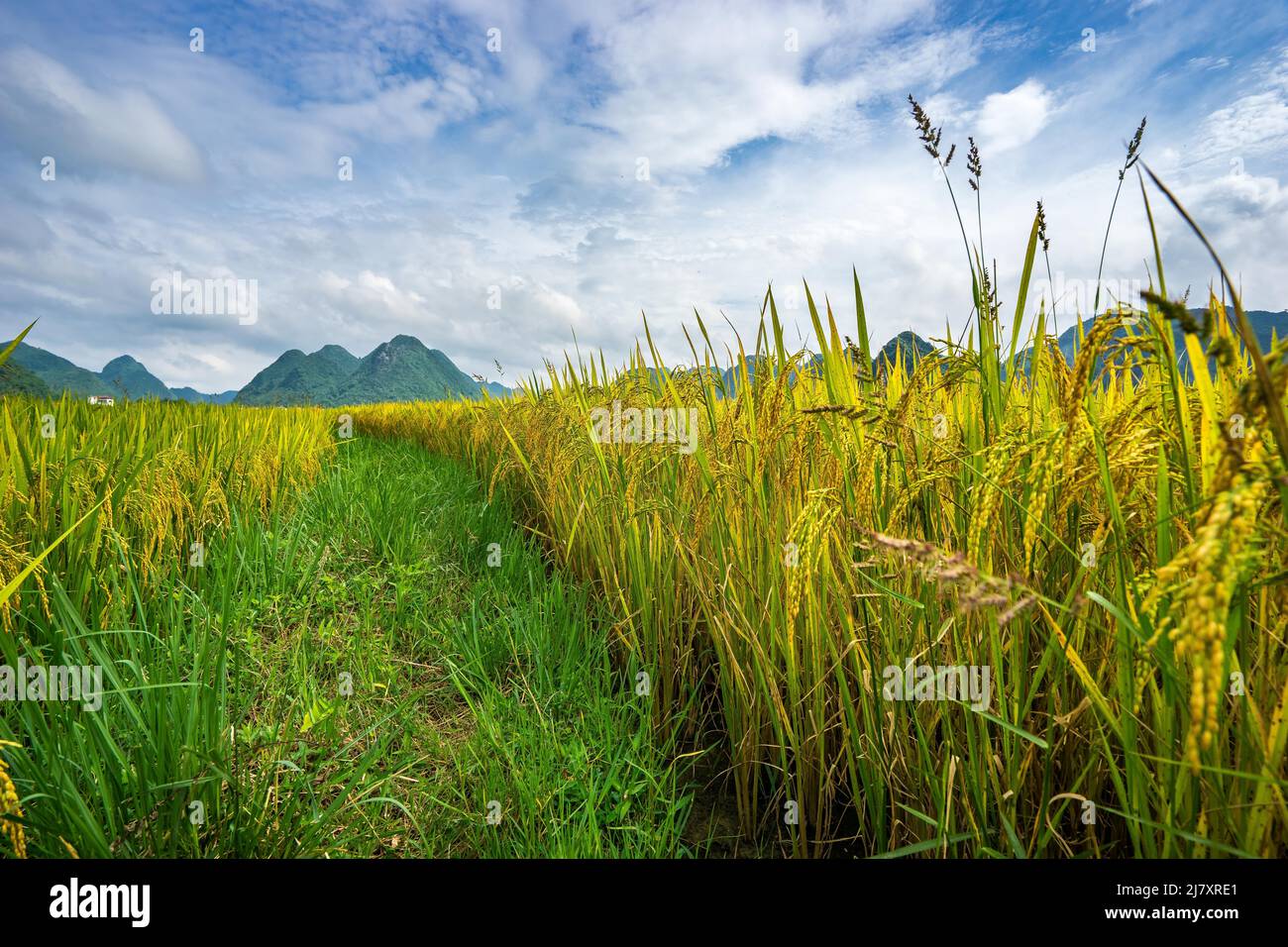Colorful rice fields Stock Photo - Alamy