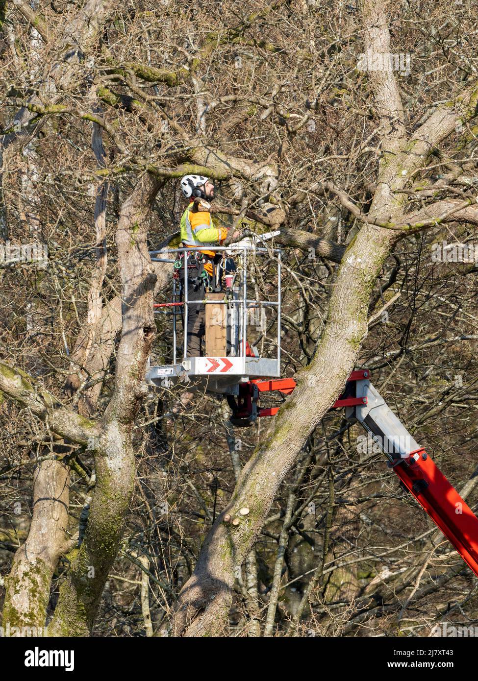A tree surgeon in a cherry picker chops down an old Ash Tree in ...
