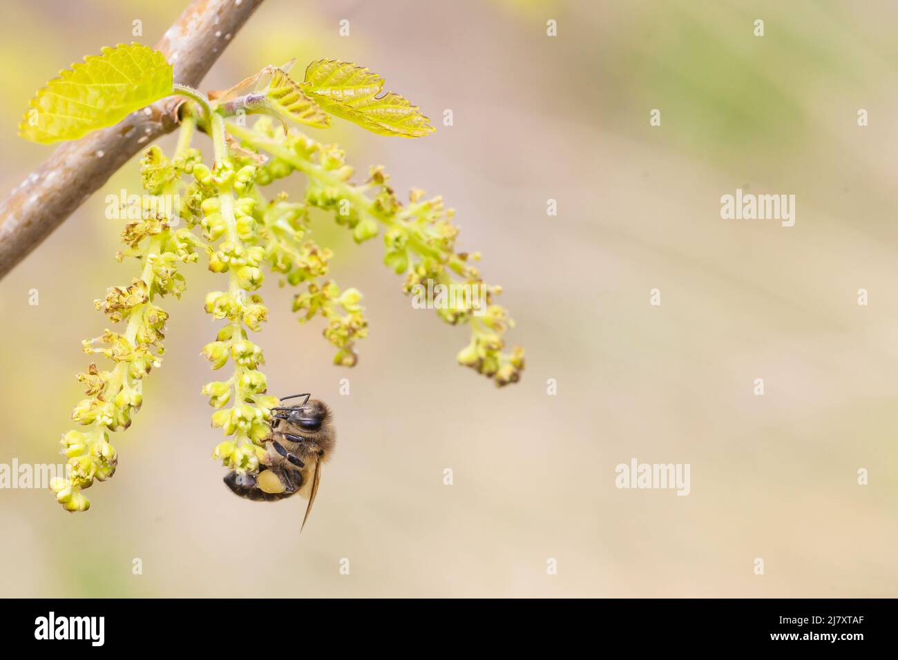 Mulberry flowers hi-res stock photography and images - Alamy