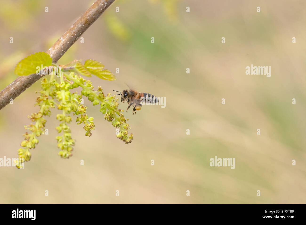 Flying bees pollinate mulberry flowers in spring Stock Photo - Alamy