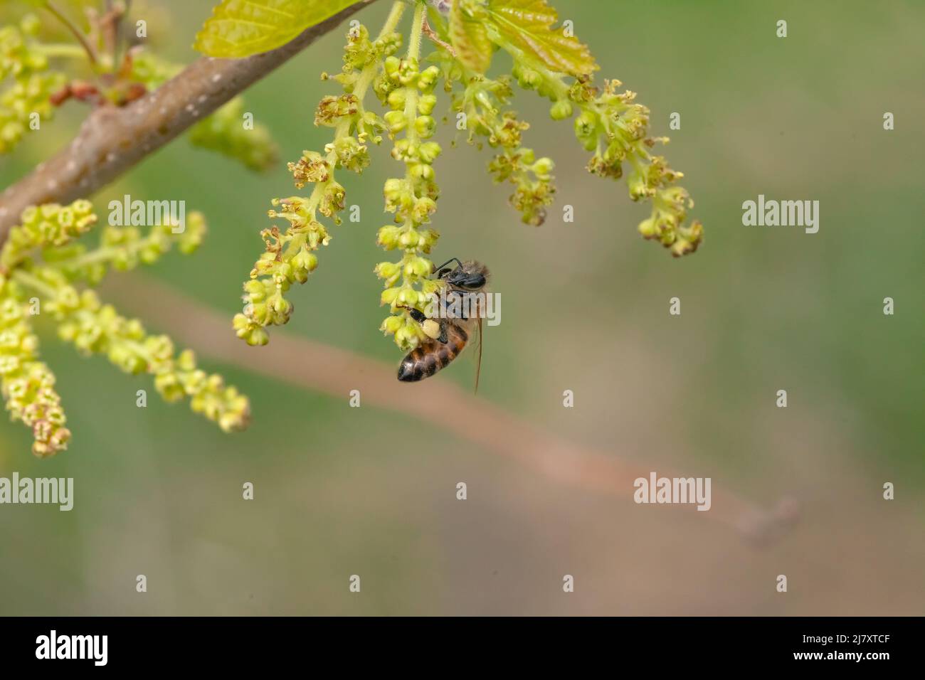 Flying bees pollinate mulberry flowers in spring Stock Photo - Alamy