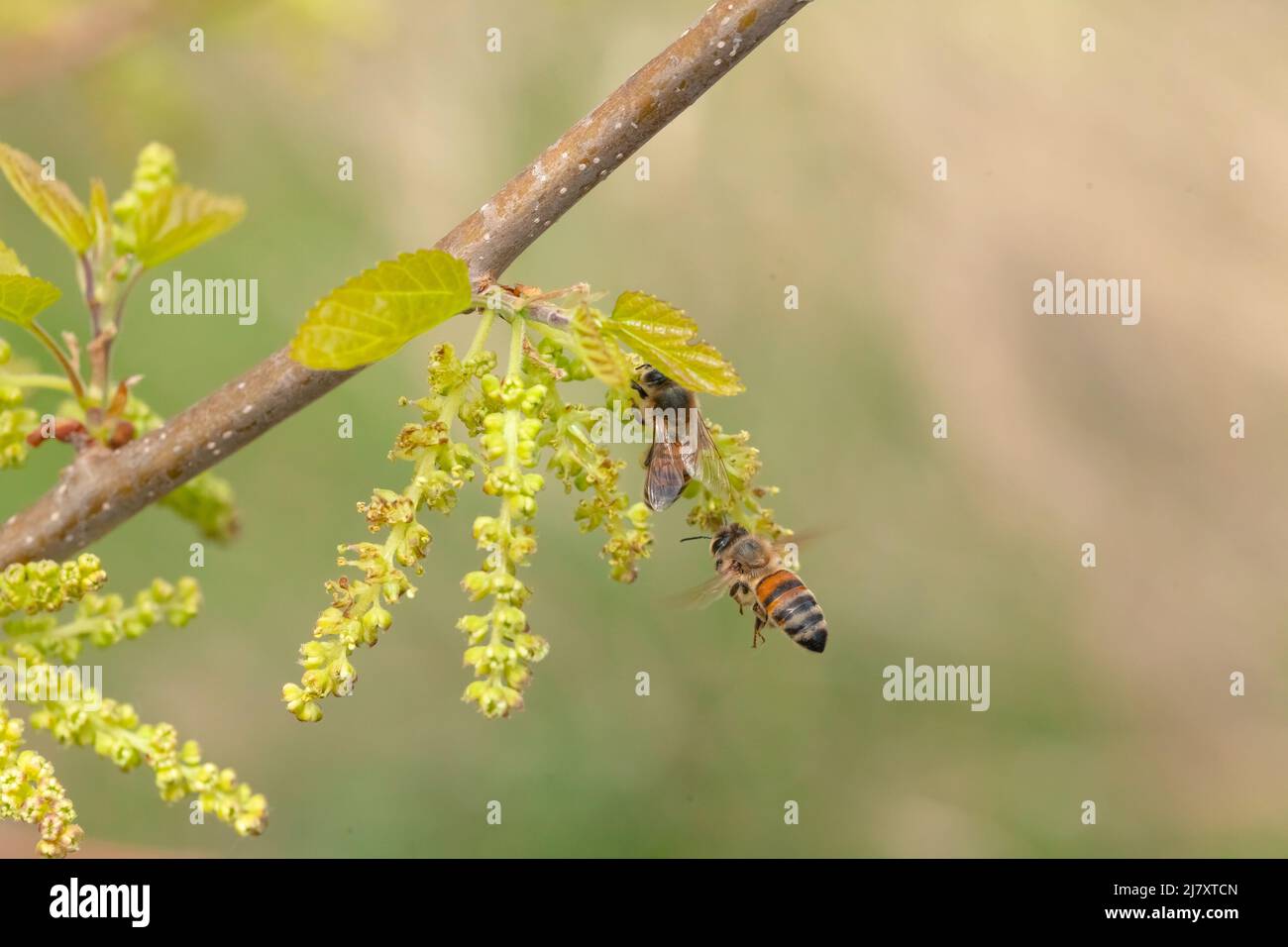 Mulberry flowers hi-res stock photography and images - Alamy