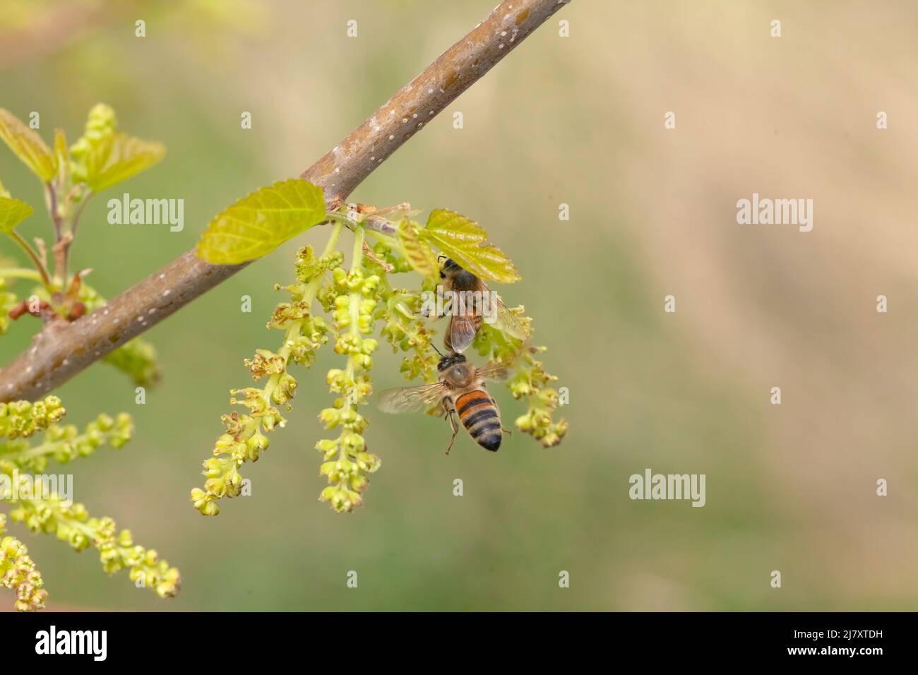 Flying bees pollinate mulberry flowers in spring Stock Photo - Alamy