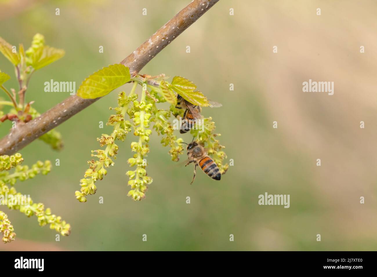 Flying bees pollinate mulberry flowers in spring Stock Photo - Alamy