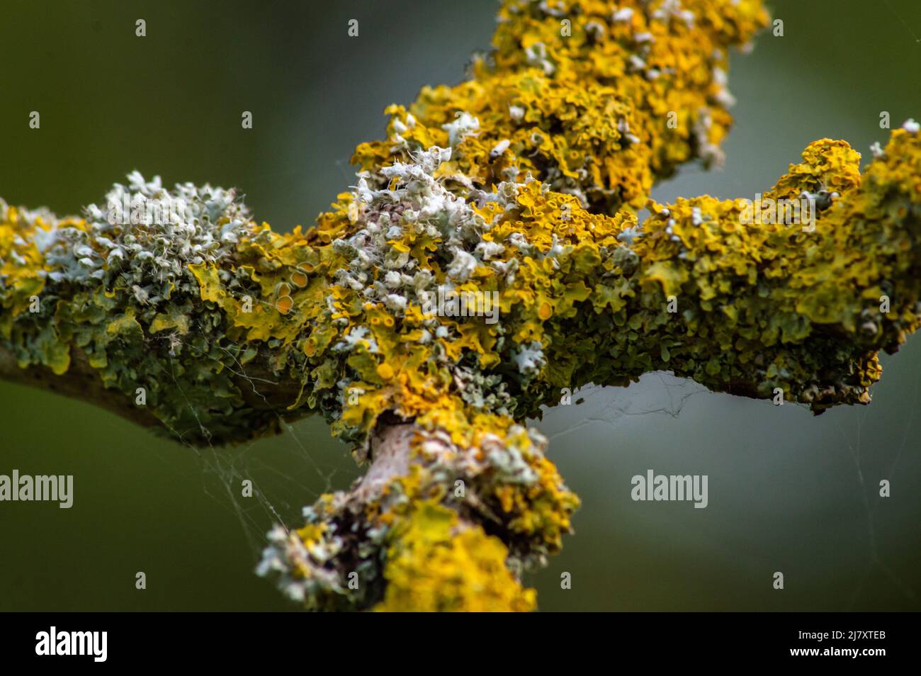 Macro image of maritime sunburst lichen or yellow scale Stock Photo - Alamy