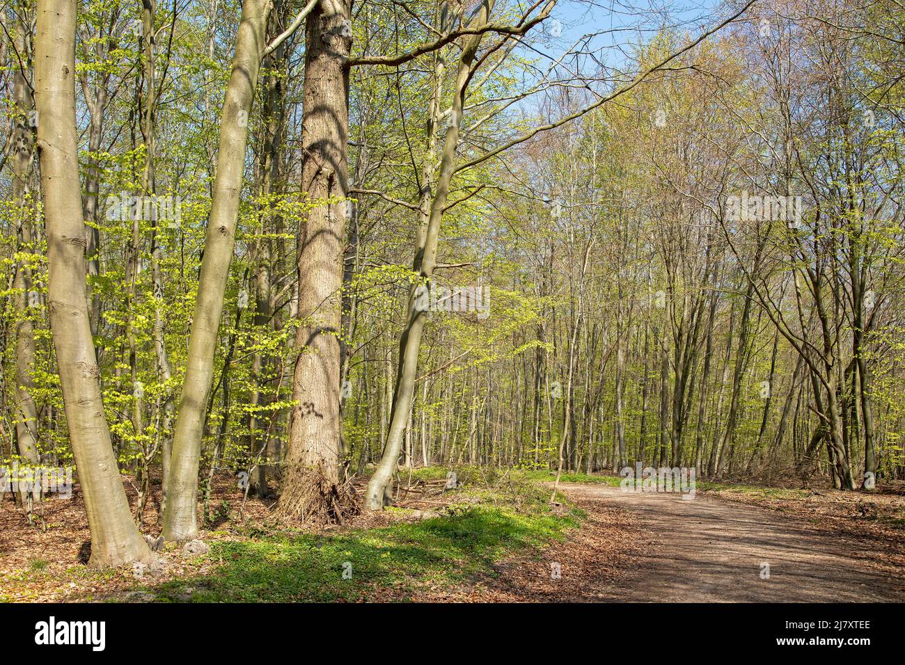 Forest during spring, Ellenberg, Kappeln, Schleswig-Holstein, Germany ...