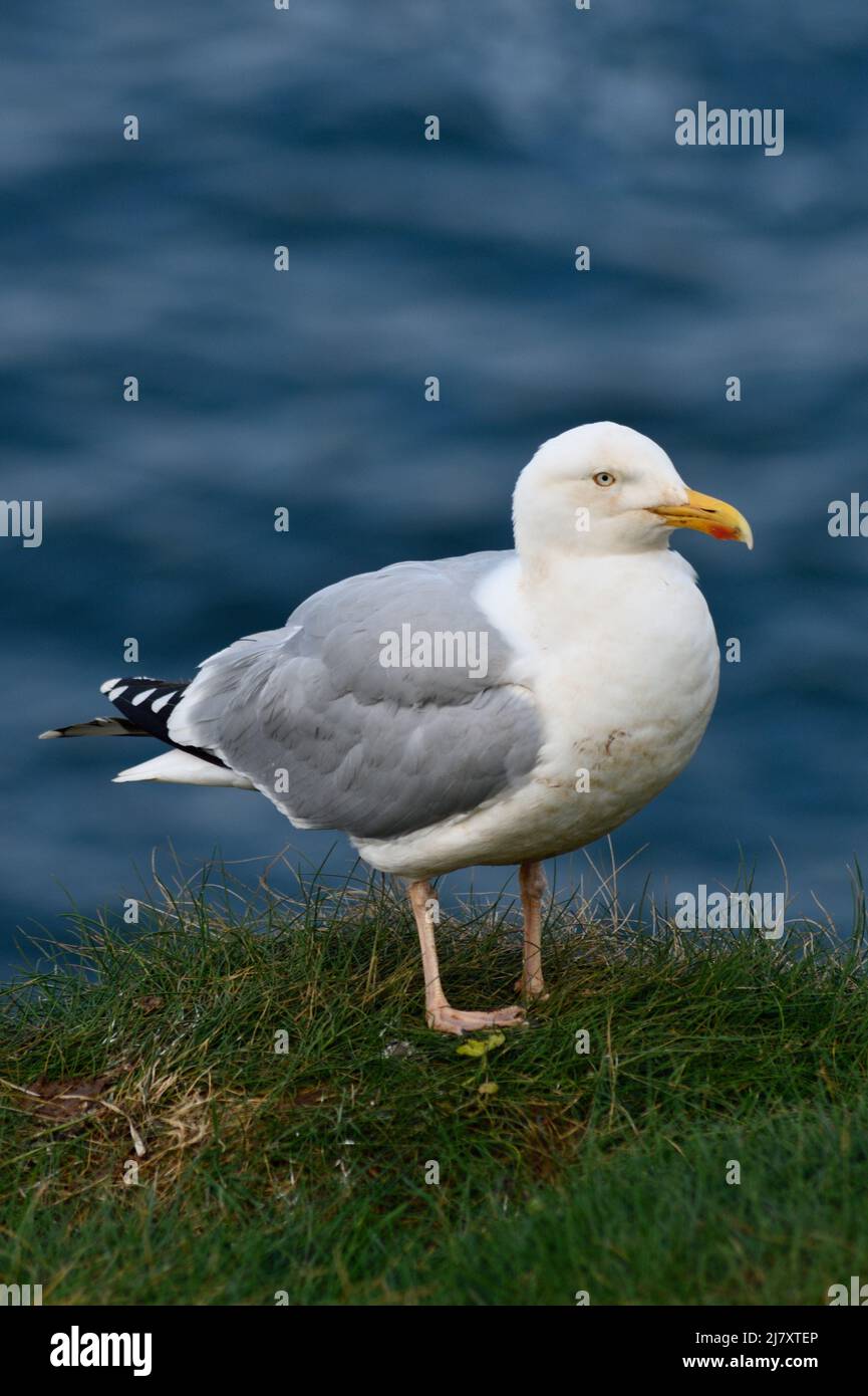 Seagull (larus argentatus) in Close up Port Issac Cornwall England uk ...