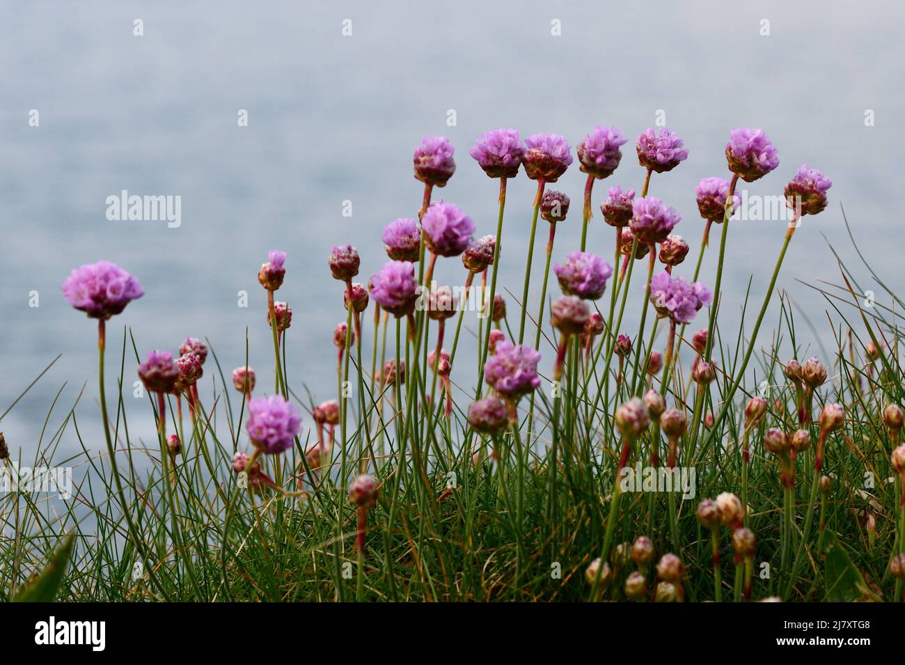 Sea Thrift (Armeria maritima) Flowers Coastal Path Port Issac Cornwall ...